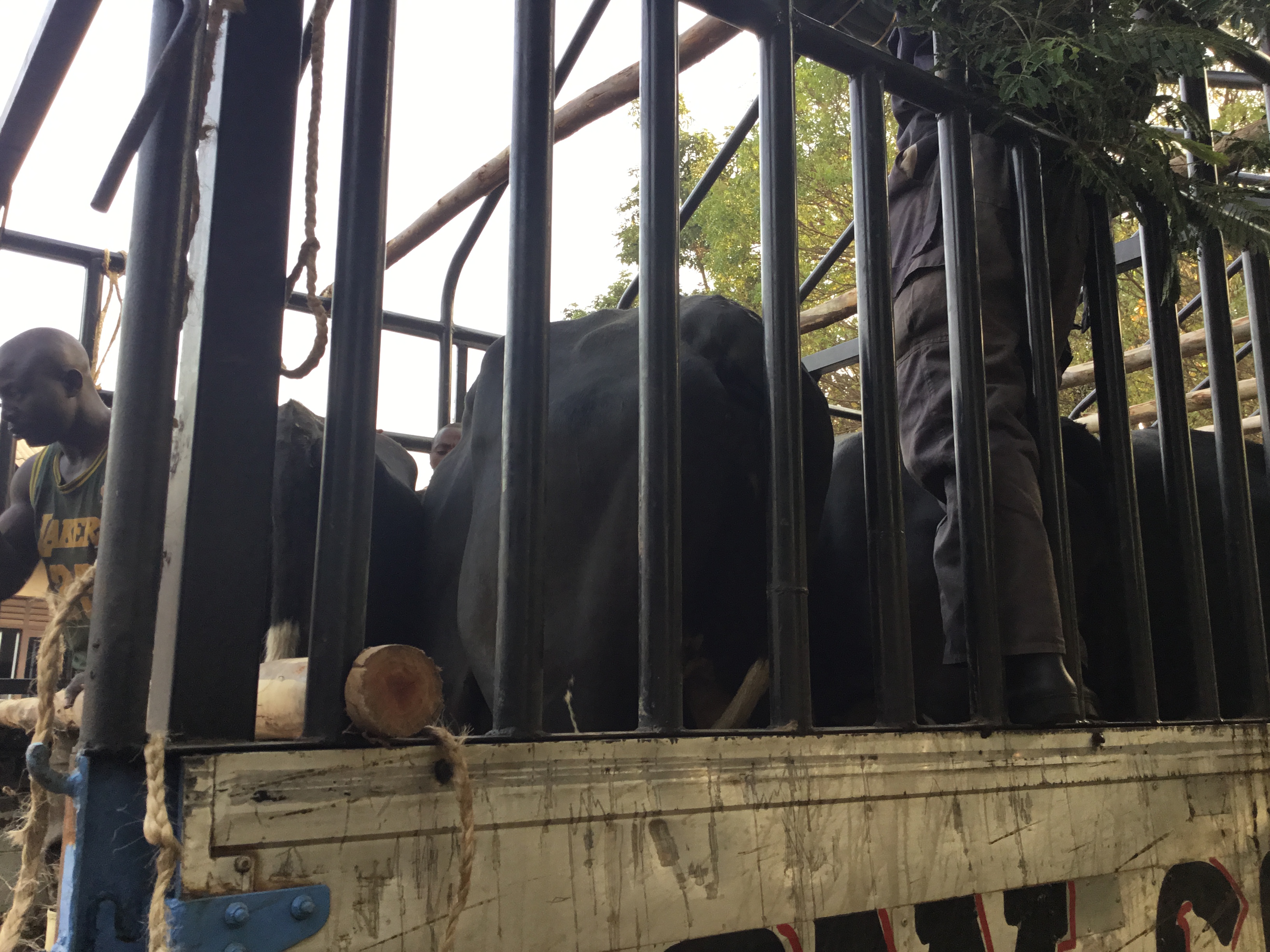 Parish Development Model